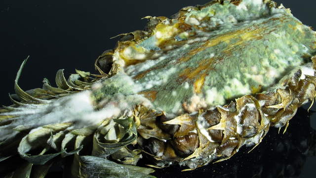 Timelapse Stock Footage Video - Pineapple | 191 | Fruits and Food