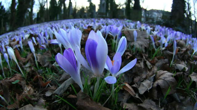 Timelapse Stock Footage Video - Plant Timelapse Crocus | 392 | Plants ...