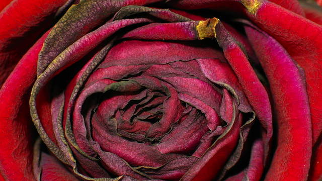 Timelapse Stock Footage Video - Red Rose | 948 | Plants and Flowers