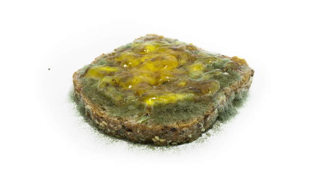 Timelapse Stock Footage Video - Rotting Jam Sandwich Decomposition ...