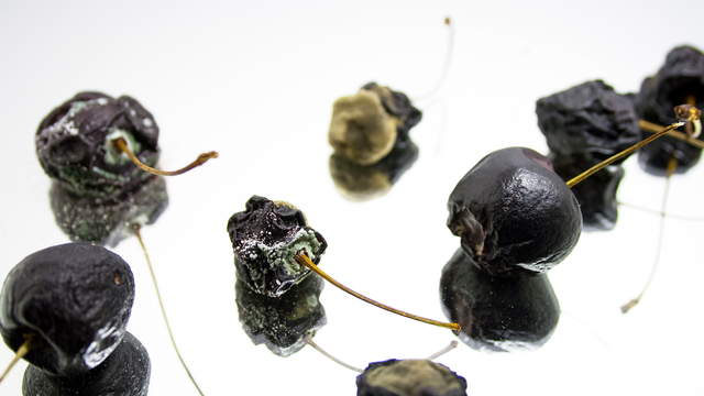Timelapse Stock Footage Video - Rotting Cherries | 999 | Fruits and Food