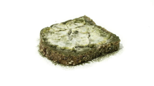 Timelapse Stock Footage Video - Rotting Cheese Sandwich | 1001 | Fruits ...