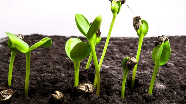 Timelapse Stock Footage Video - Plant Growth Time Lapse Germinating ... Timelapse Stock Footage Video - Plant Growth Time Lapse Germinating ...