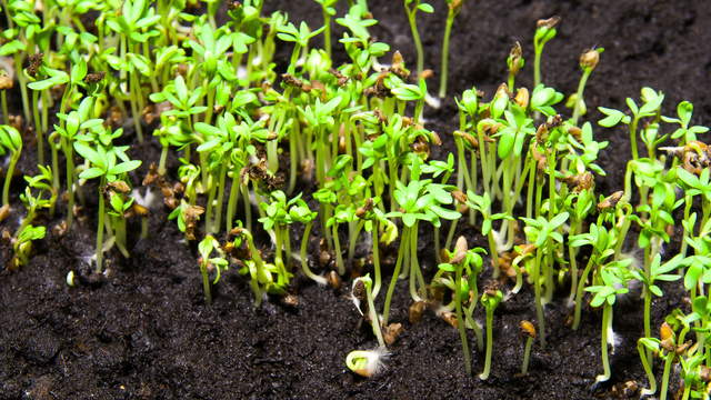 Timelapse Stock Footage Video - Cress Germination and Growth | 1131 ...