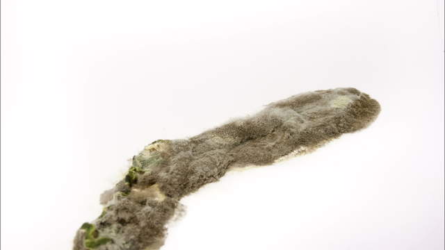 Timelapse Stock Footage Video - Rotting Cucumber 4K | 1291 | Fruits and ...