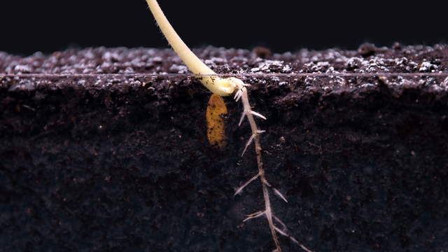 Timelapse Stock Footage Video - Root Growth Timelapse 4K UHD | 1484 ...