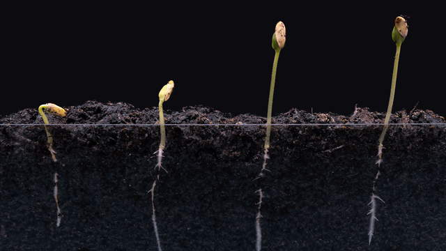 Timelapse Stock Footage Video - Root Growth Honeydew Melon Seeds 4K UHD ...