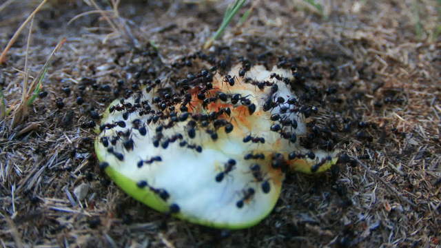 Timelapse Stock Footage Video - Ants eating Apple | 1936 | Ants