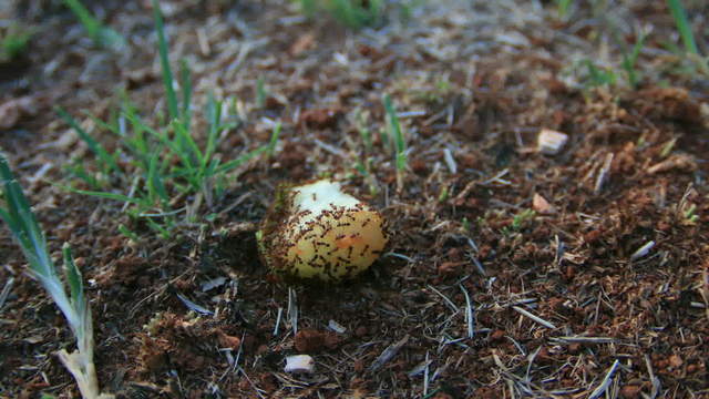 Timelapse Stock Footage Video - Different Ants eating Apple | 1937 | Ants