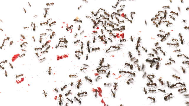 Timelapse Stock Footage Video - Ants eating 2020 -Sideview | 2191 | Ants