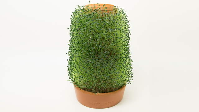 Timelapse Stock Footage Video - Chia Seed Germination on Vertplanter ...