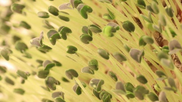 Timelapse Stock Footage Video - Chia Seed Germination on Vertplanter ...