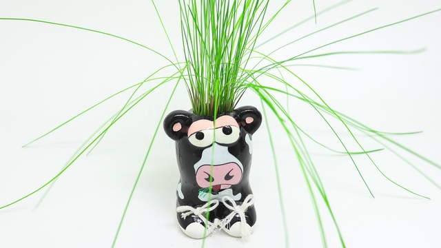 Timelapse Stock Footage Video - Cow Growing Hair | 2553 | Plants and ...