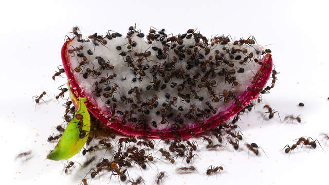 Timelapse Stock Footage Video - Ants Eating Red Dragonfruit | 2577 | Ants